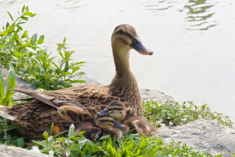 The lovely baby mallard ducks (ducklings) and their mother were snuggle ...