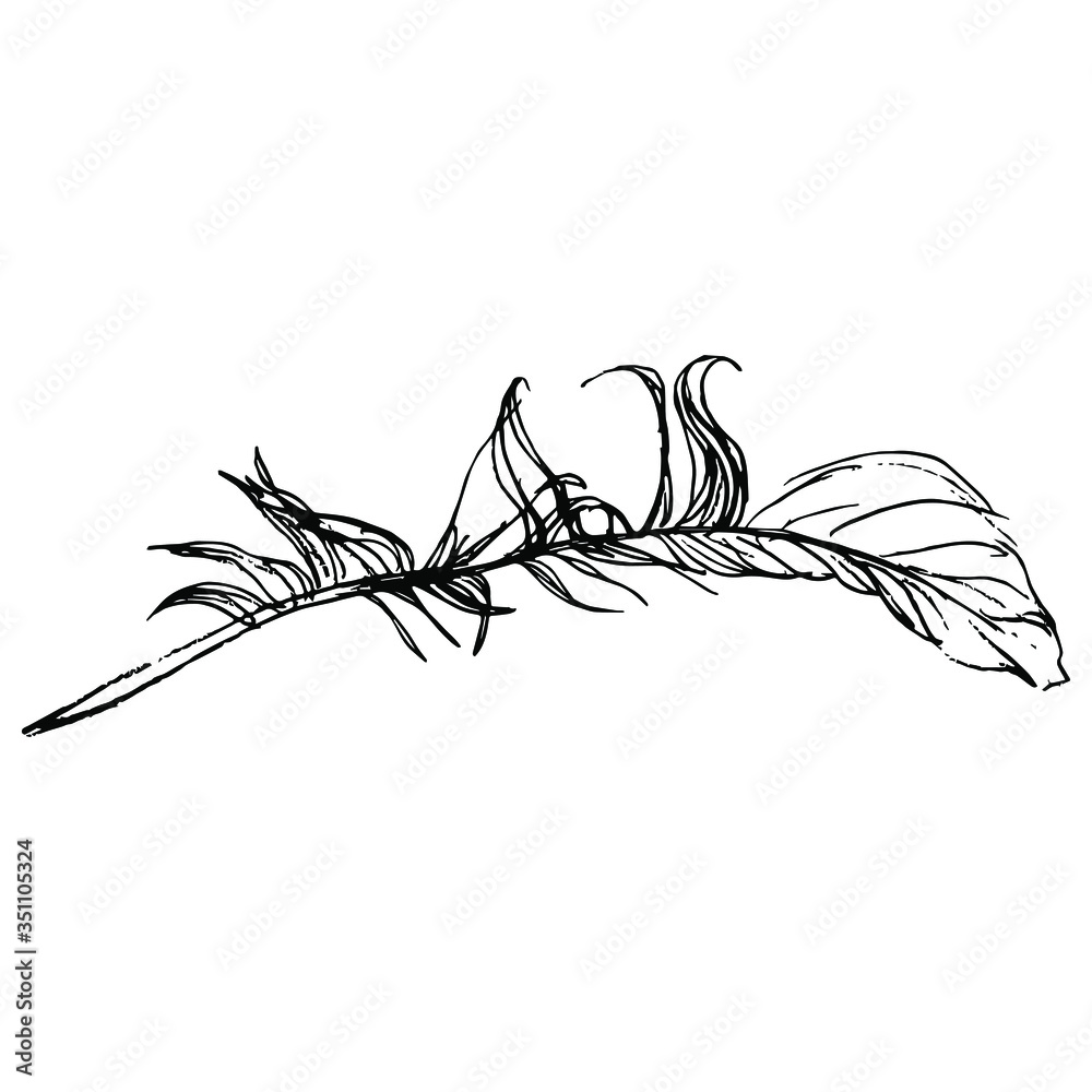 Isolated vector illustration. Raven's feather. Birds's quill. Hand ...