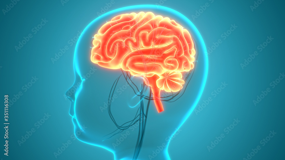 Central Organ of Human Nervous System Brain Anatomy Stock Illustration ...