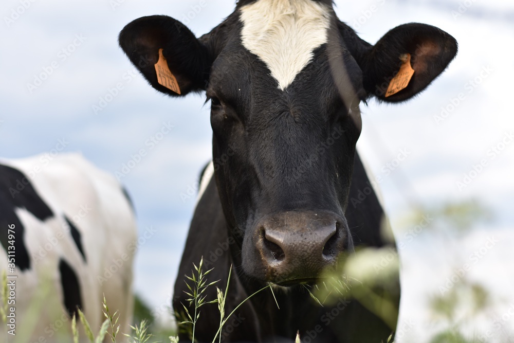 Cow head front profile Stock Photo | Adobe Stock