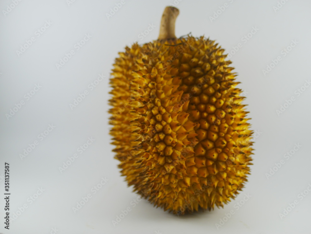 Durio kutejensis, commonly known as durian pulu, durian merah, nyekak ...