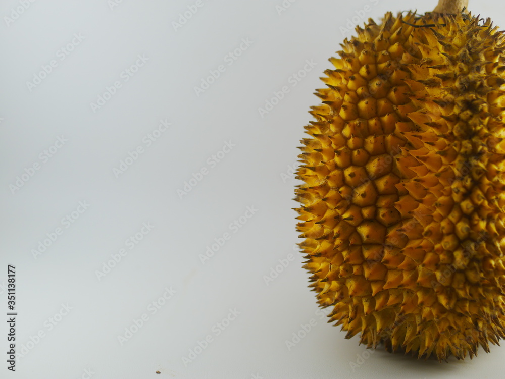 Durio kutejensis, commonly known as durian pulu, durian merah, nyekak ...