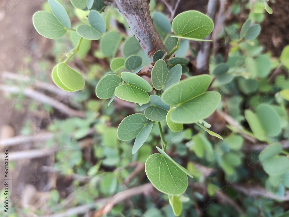 Bauhinia Rufescens