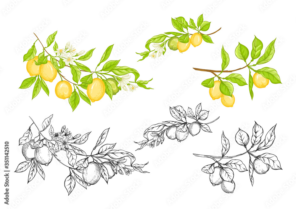 Lemon tree branch with lemons, flowers and leaves. Element for design ...