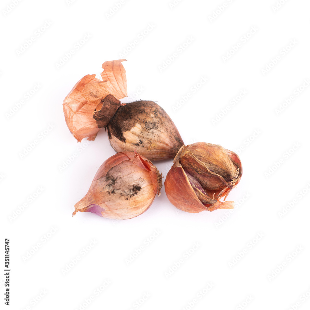 Foto de An onion with a severe infestation of black mold, Aspergillus ...