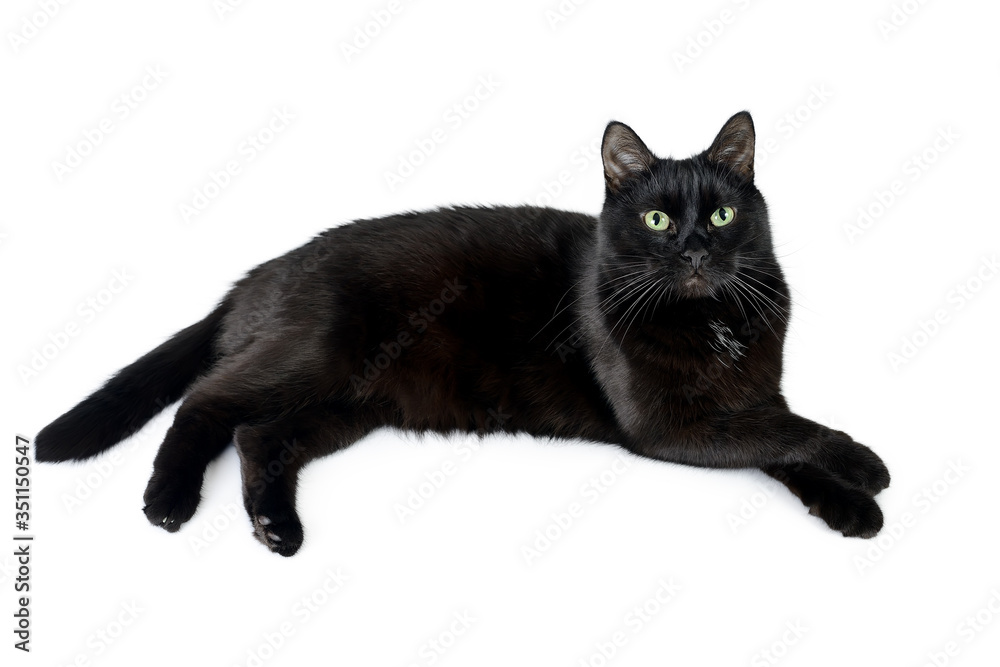 Young black cat lies on a white background laid a paw on a paw ...