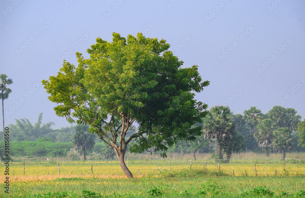 Natural landscape of an isolated medicinal neem tree alone in a fresh ...