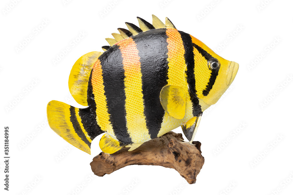 mock up,fish siamese tiger fish isolated with clipping path on white ...