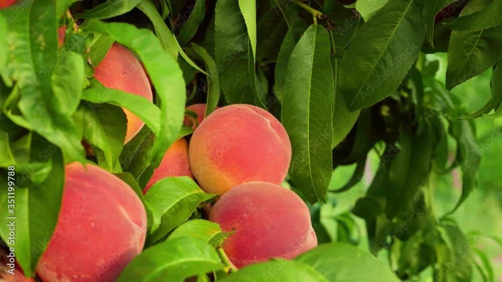 Big juicy peaches on the tree. Fruits ripen in the sun. Peach hanging ...
