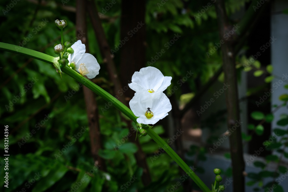 Echinodorus cordifolius, the spade-leaf sword or creeping burhead, is a ...