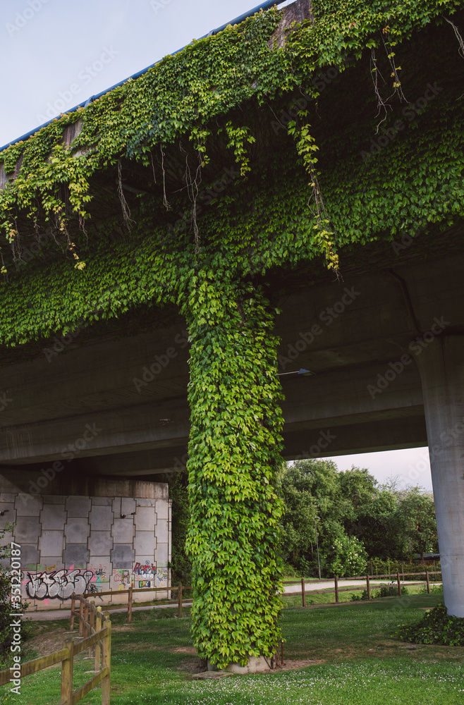 Creeper plants growing on a concrete columns Stock Photo | Adobe Stock