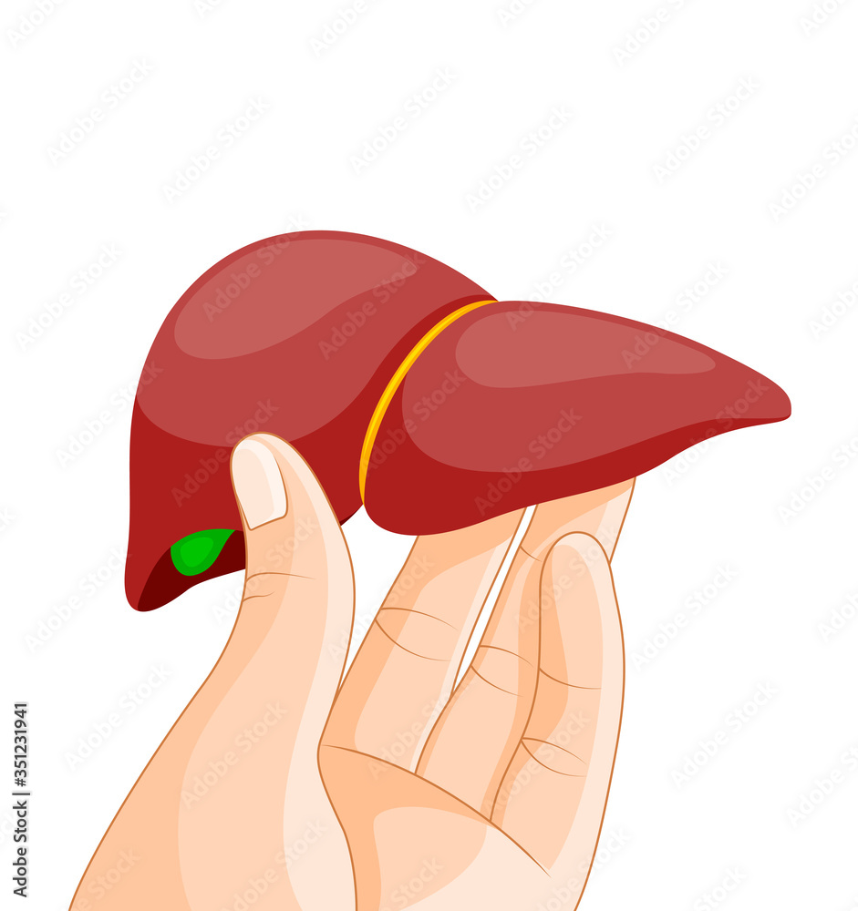 Hand holding human organ, liver. World Hepatitis Day awareness 28 July ...