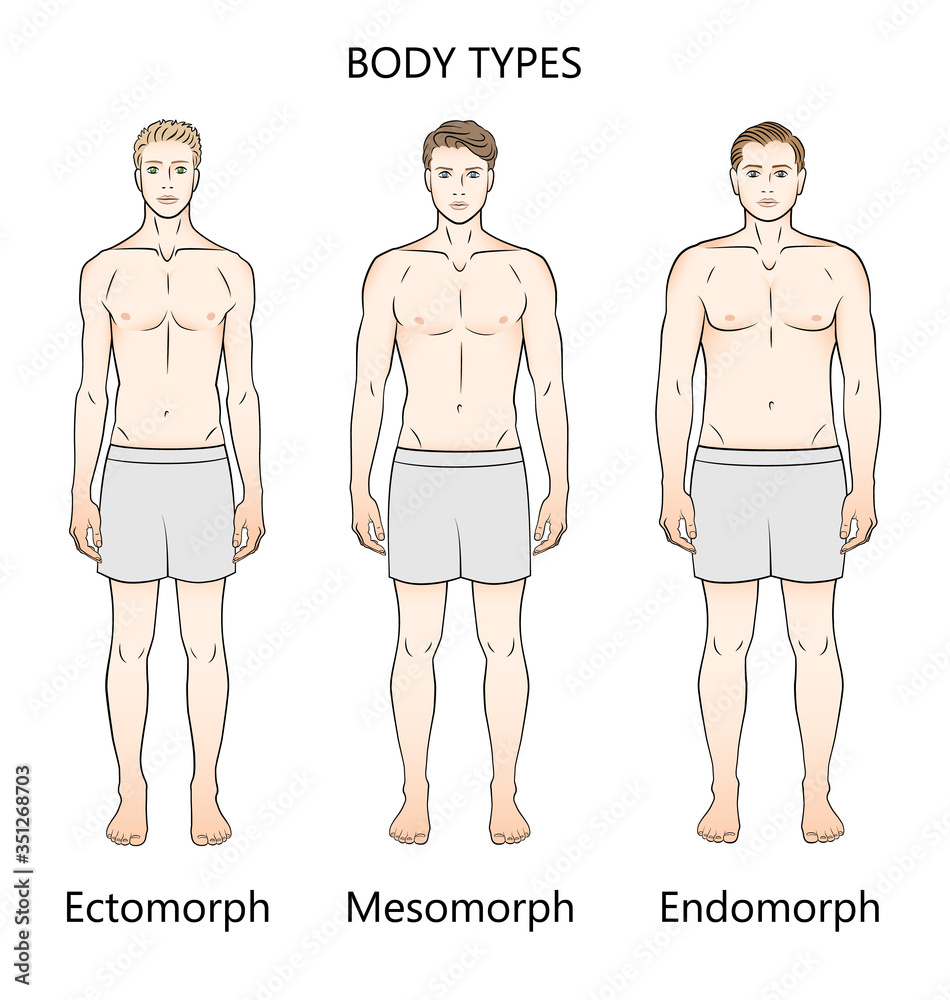 Human body types. Three figures. Forms: ectomorph, mesomorph and ...
