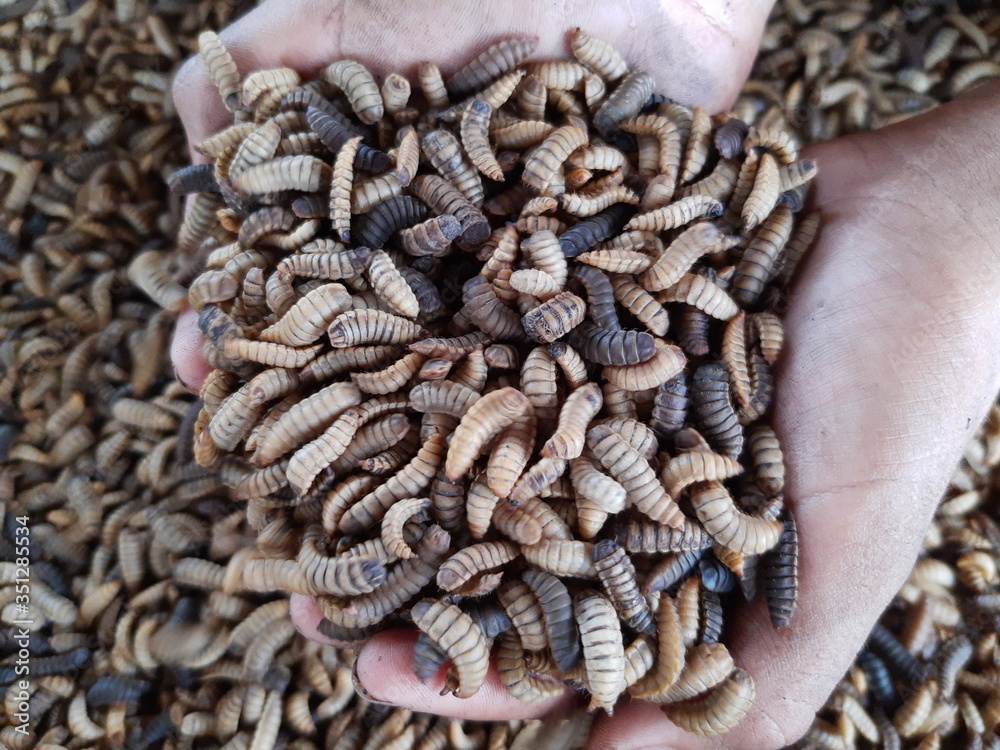Larva mosca soldado negro Stock Photo | Adobe Stock
