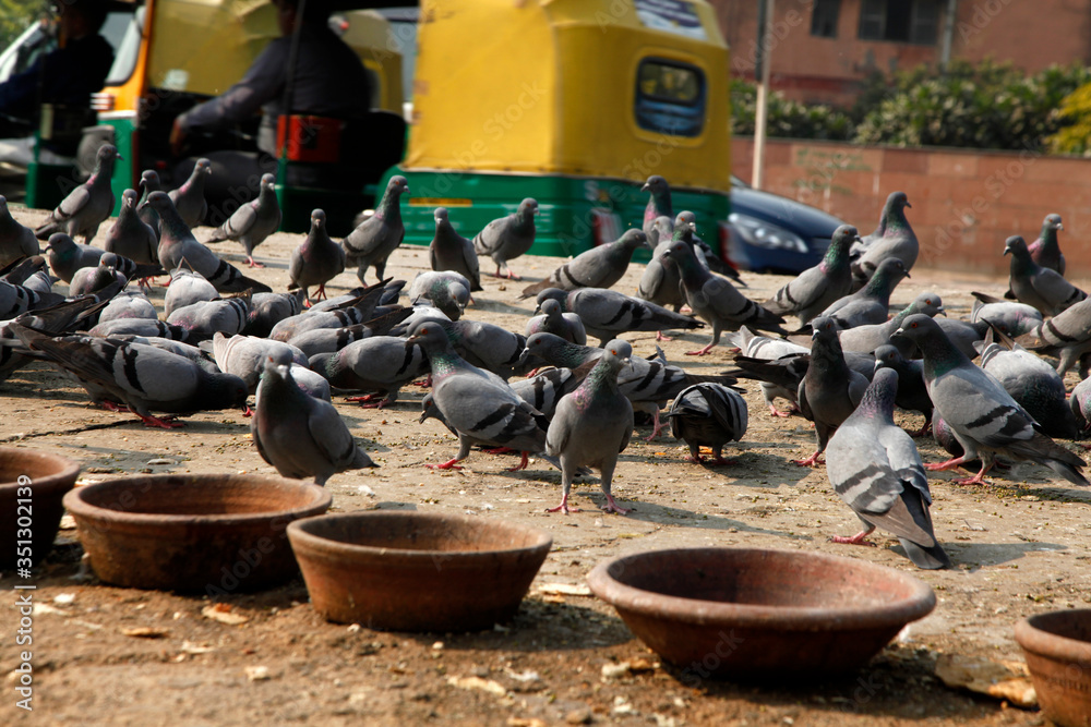 Pegions in the city street, pegions or doves inhabited the city street ...