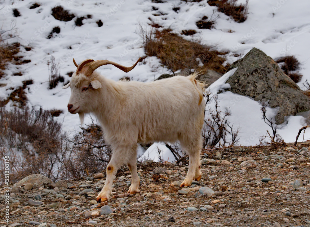 Russia. South of Western Siberia, Mountain Altai. Altai breeds of ...