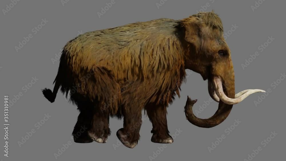 A 3-D animation of a Woolly Mammoth walk cycle isolated on a gray ...