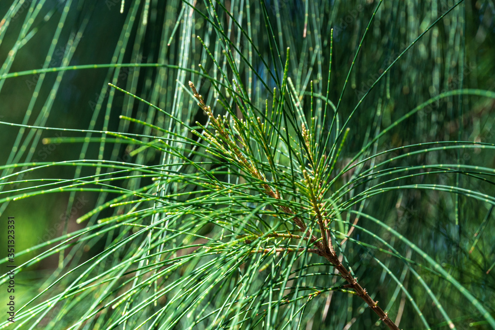 Australian pine tree (Casuarina equisetifolia) needles closeup - Davie ...