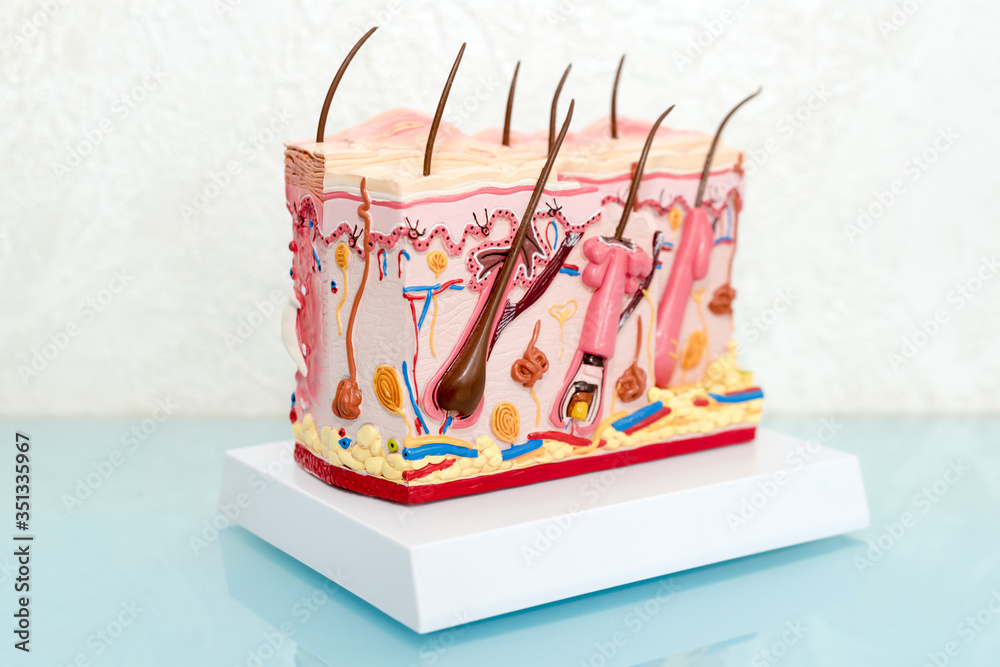 The Human Skin Cross-Section plastic model. Detailed human skin ...