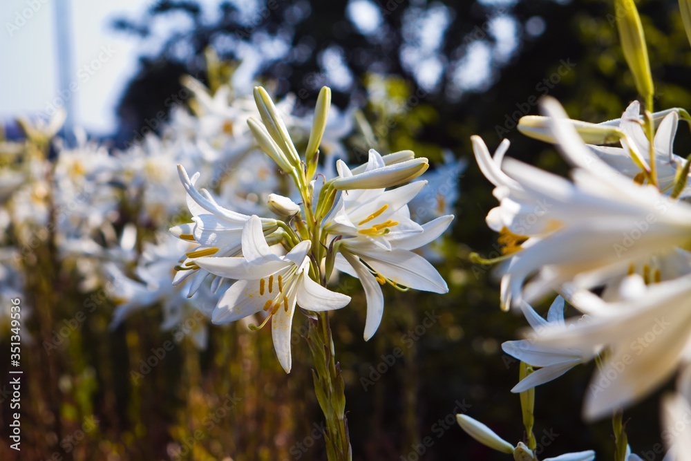 tender white and odorous lily flowers shine in first sun rays on summer ...