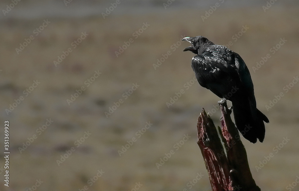 The black crow is a bird known for its intelligence and adaptability ...