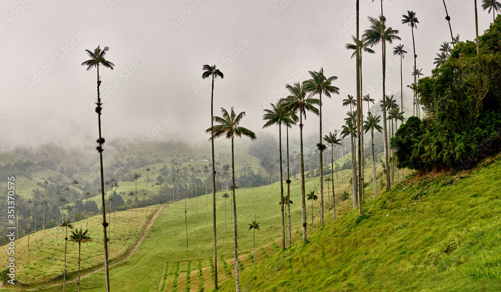 The coconut valley is an excellent tourist site in the coffee axis of ...
