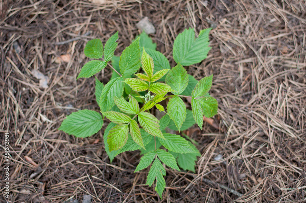 Raspberry Seedlings