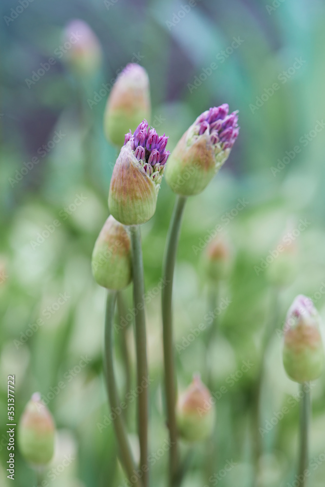 iant Onion (Allium Giganteum) buds. Beautiful picture with Alliums for ...