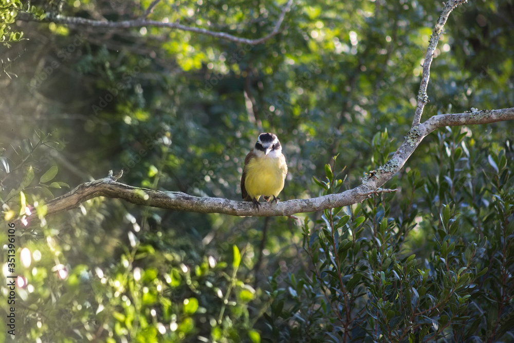 Ave amarilla con la espalda marrón y la cabeza blanca y negra Stock ...