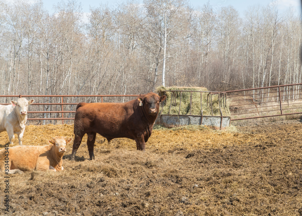 red angus bull in a pen with a few cows Stock Photo | Adobe Stock