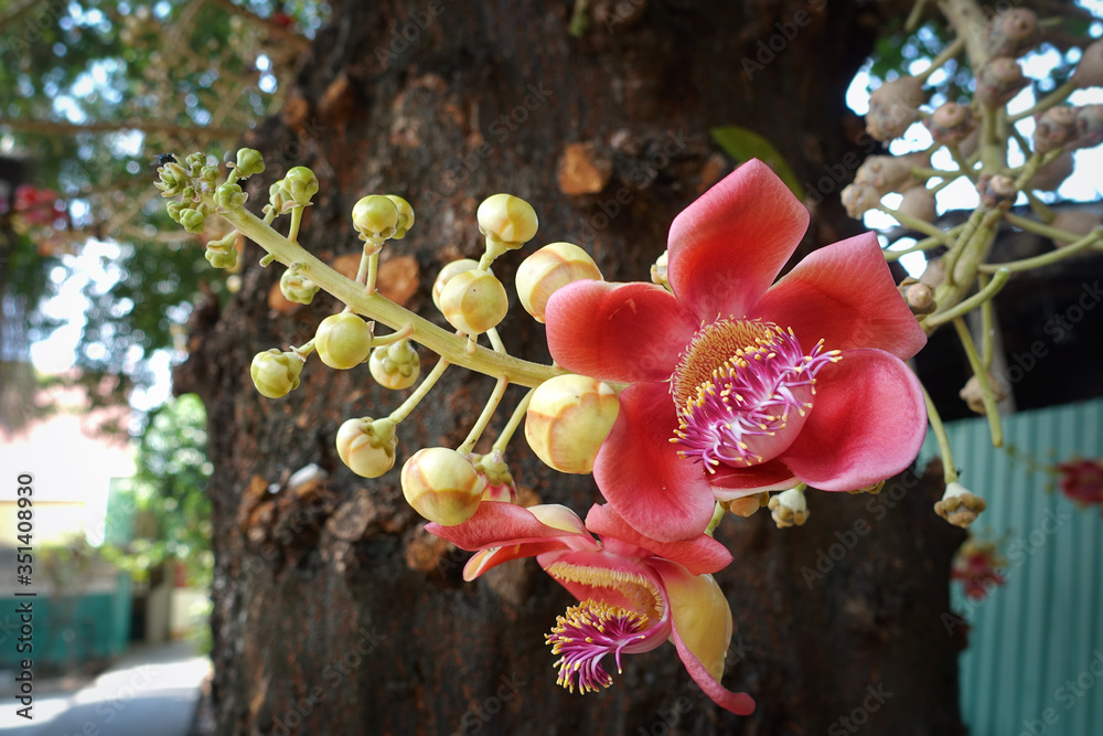 Sala flowers are flowers from the Sala tree that the Lord Buddha ...