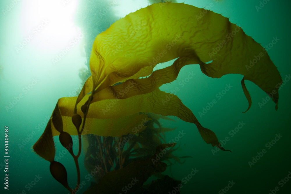 Giant kelp, Macrocystis pyrifera, grows in the cold eastern Pacific ...