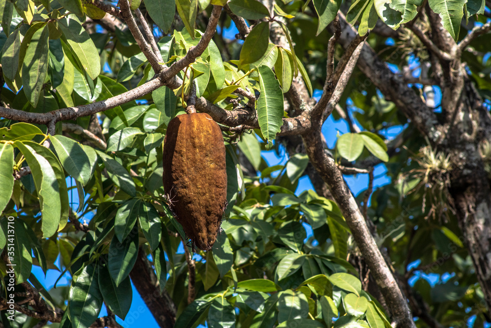 Bedbugs attack the Monguba fruit (aquatic Pachira) also known as wild ...