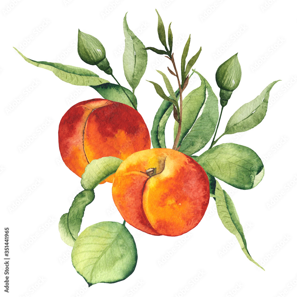 Watercolor hand painted bouquet of fruits and flowers with ripe juicy ...