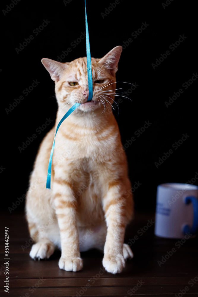 GATO AMARELO Stock Photo | Adobe Stock
