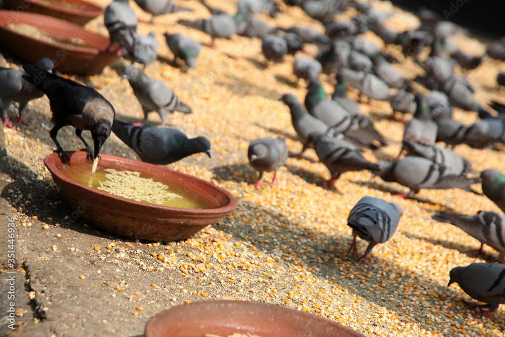 Pegions in the city street, pegions or doves inhabited the city street ...