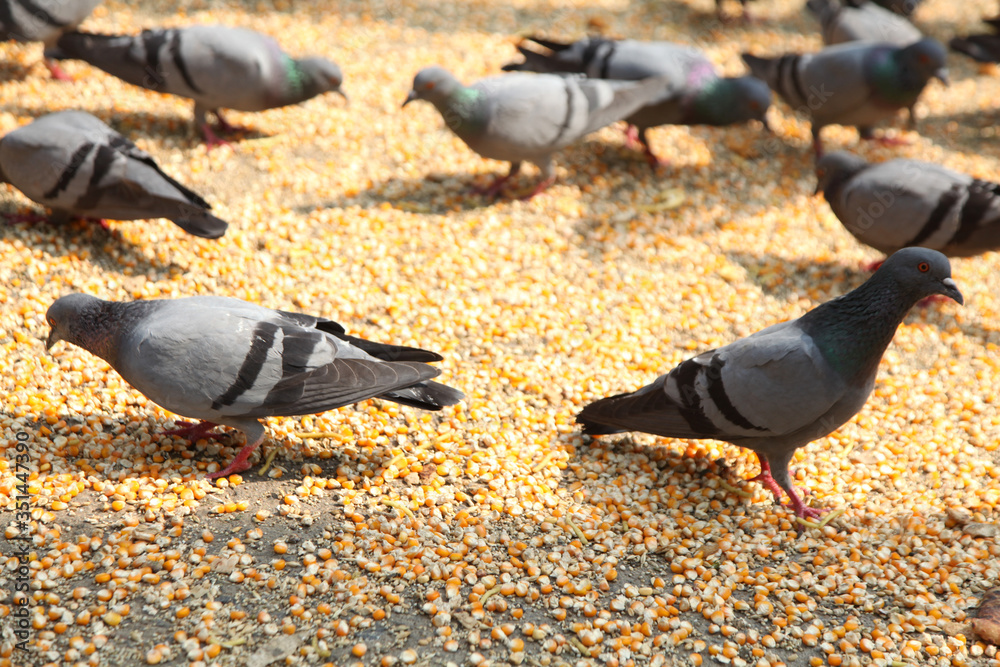 Pegions in the city street, pegions or doves inhabited the city street ...