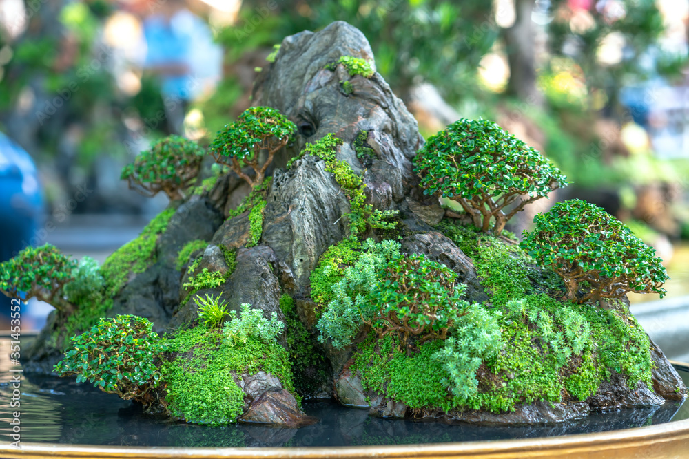 Penjing miniature in a tray in the shape of the stem is shaped create ...