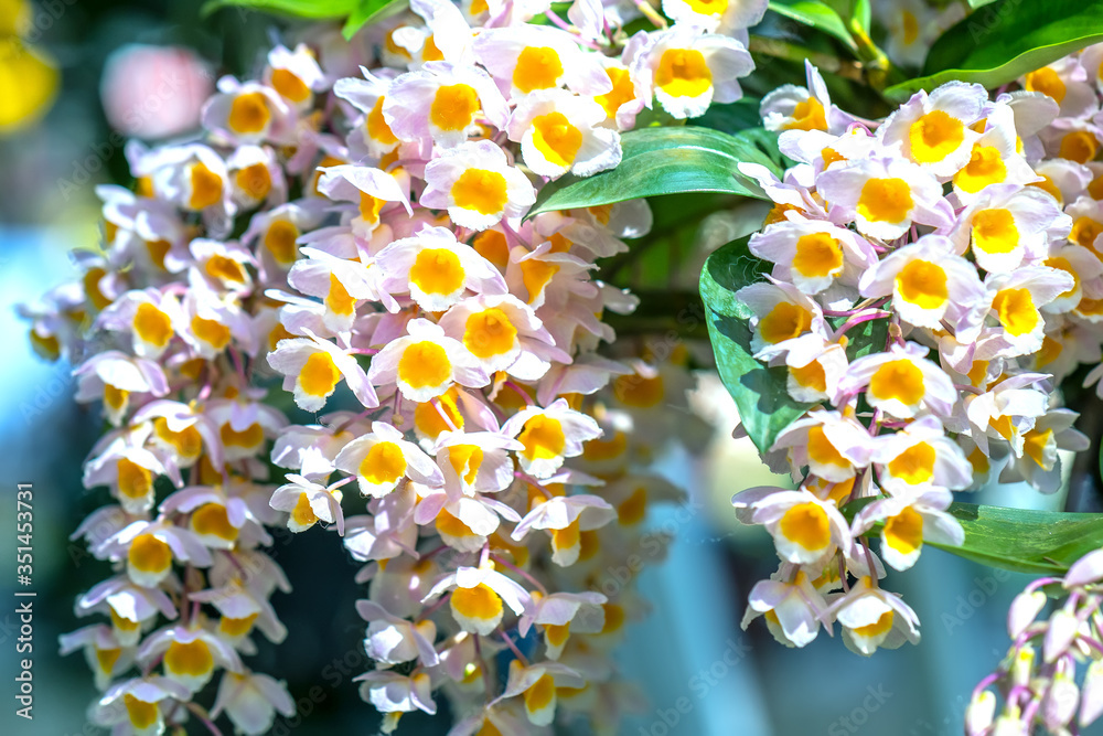 Dendrobium Aphyllum orchids flowers bloom in spring adorn the beauty of ...