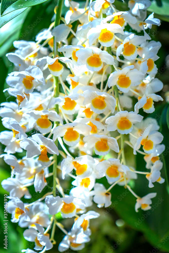 Dendrobium Aphyllum orchids flowers bloom in spring adorn the beauty of ...