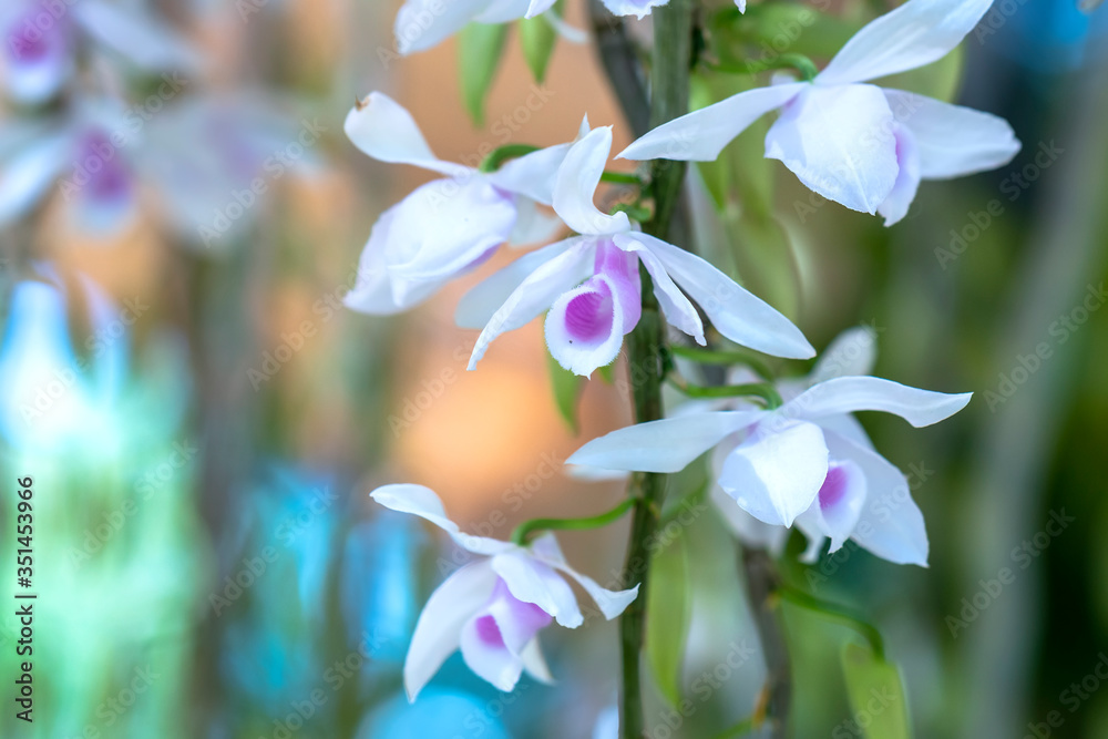 Dendrobium Aphyllum orchids flowers bloom in spring adorn the beauty of ...