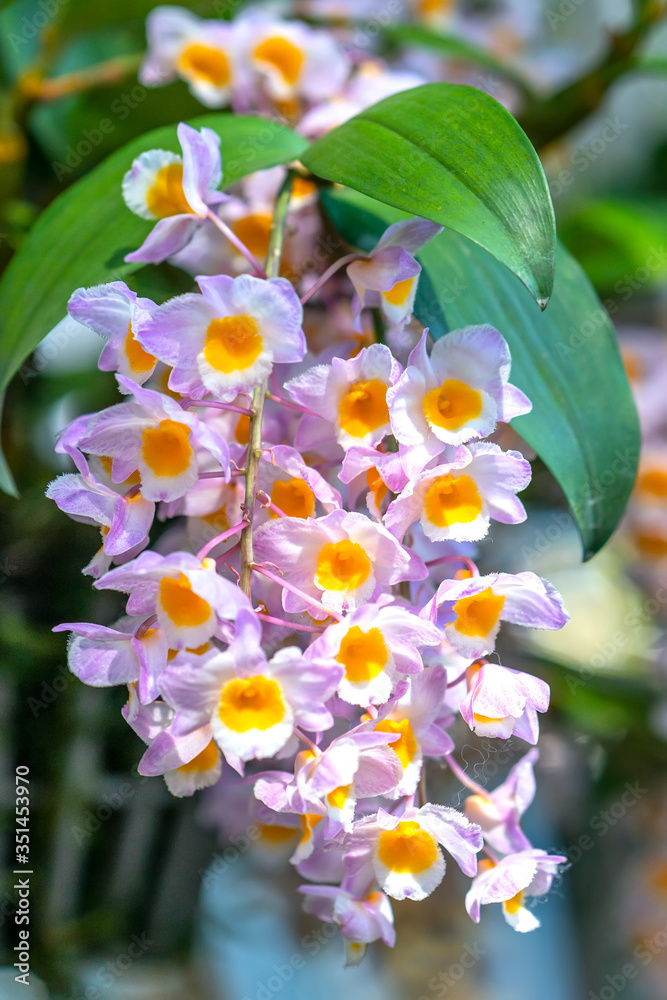 Dendrobium Aphyllum orchids flowers bloom in spring adorn the beauty of ...