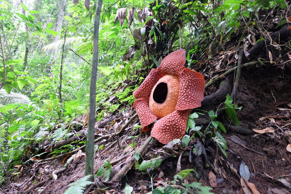 Full-bloomed Rafflesia arnoldii flower in Bengkulu forest Stock Photo ...