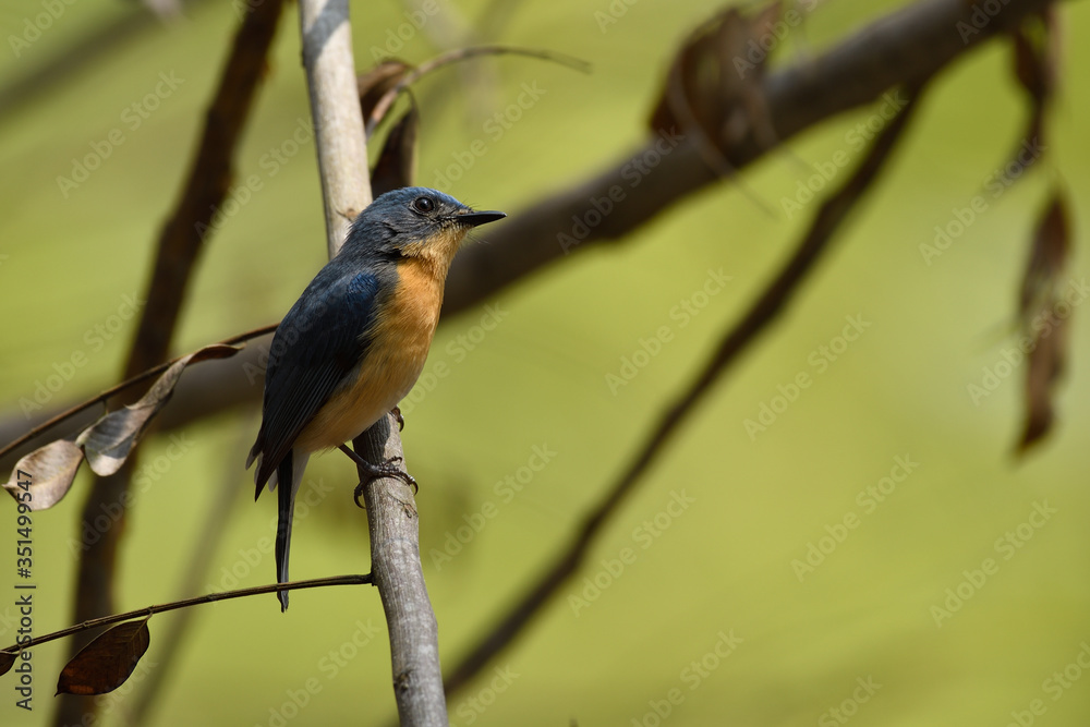Tickell's blue flycatcher is a small passerine bird in the flycatcher ...