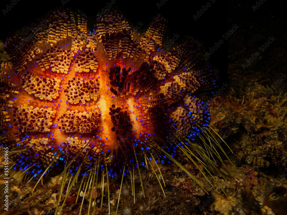 Beutiful blue and red radiant Fire Urchin or Astropyga radiata, the red ...