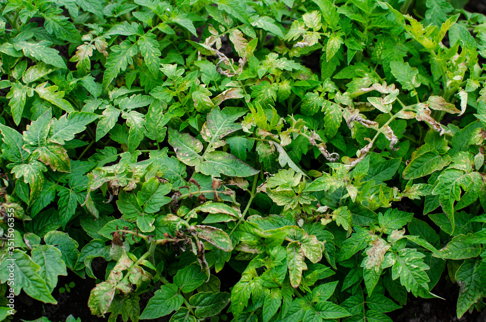 Leaf tomato deficiency nutrient. Diseases of tomatoes Stock Photo ...