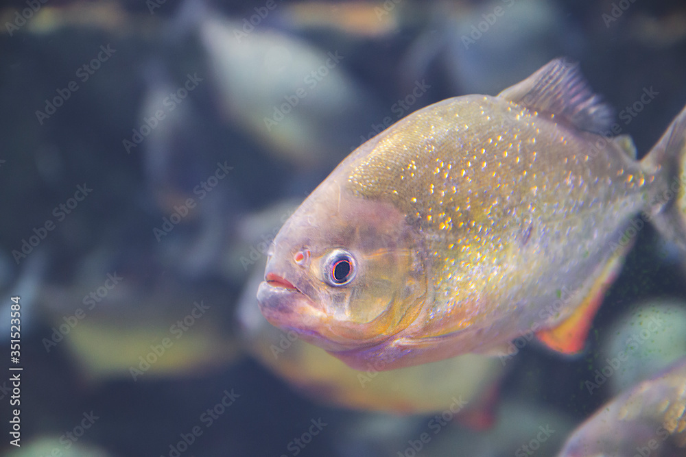 Close up picture of piraña fish on dark background as wildlife ...