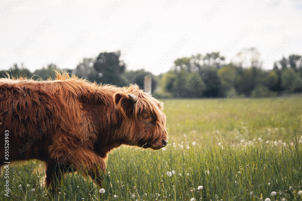Scottish Highland Cow in the meadows, Close-Up Of Highland Cattle On ...