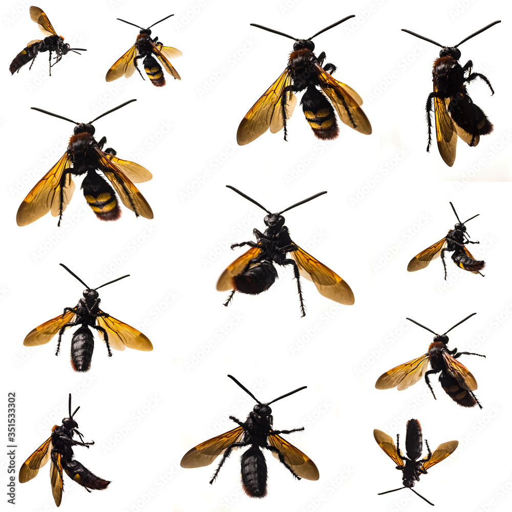 A large wasp on a white background in different angles and positions, a ...