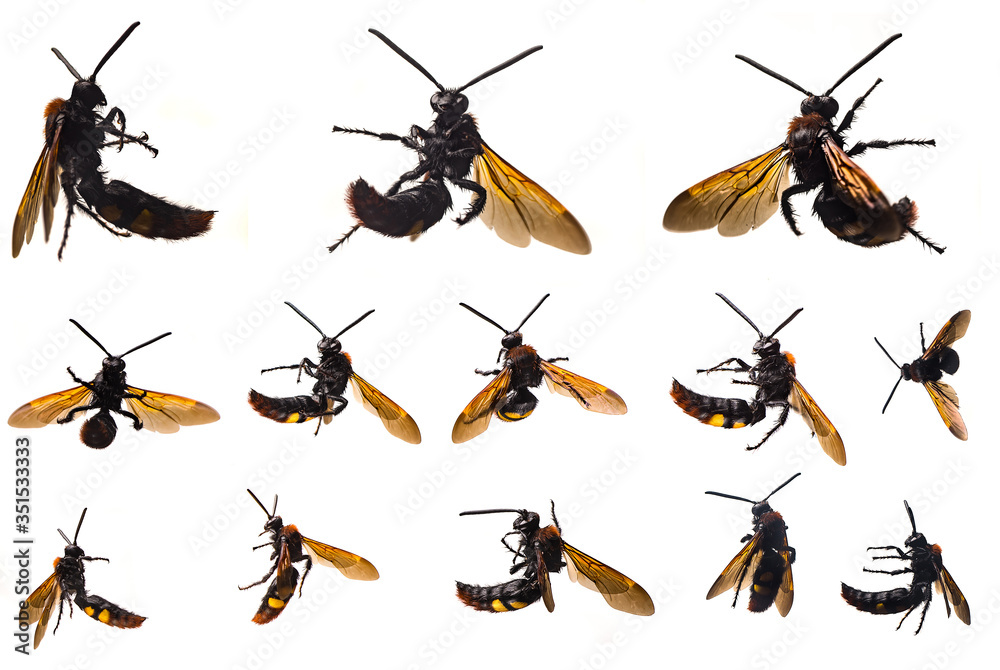 A large wasp on a white background in different angles and positions, a ...